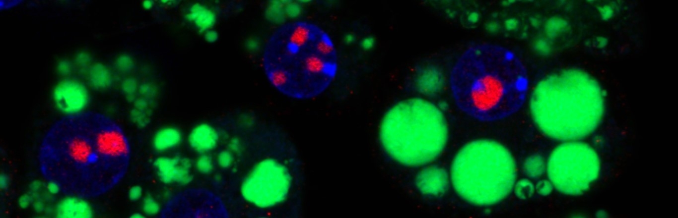 Research | MRC Harwell