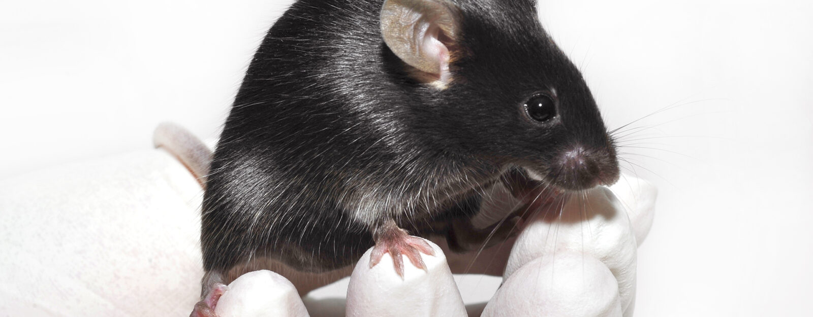 Microinjection and Electroporation | Mary Lyon Centre