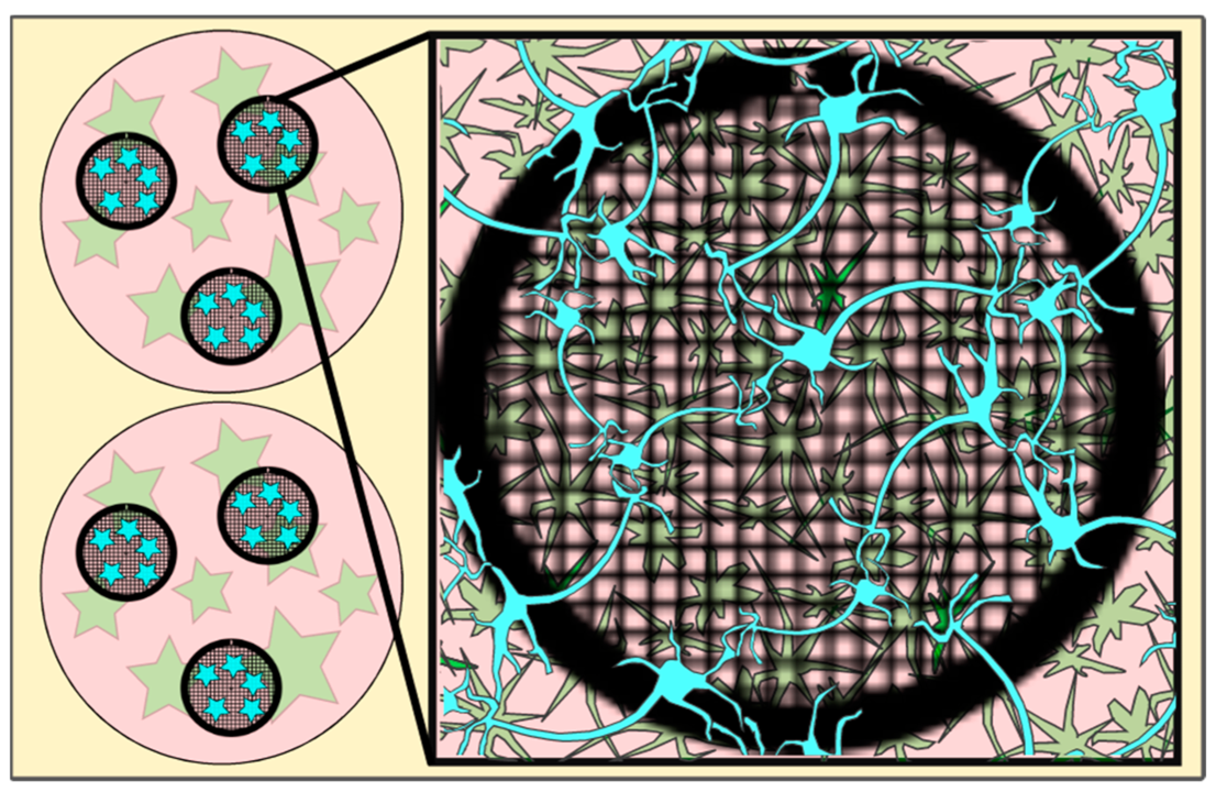 Developing new methods to image the junctions between neurons up close ...