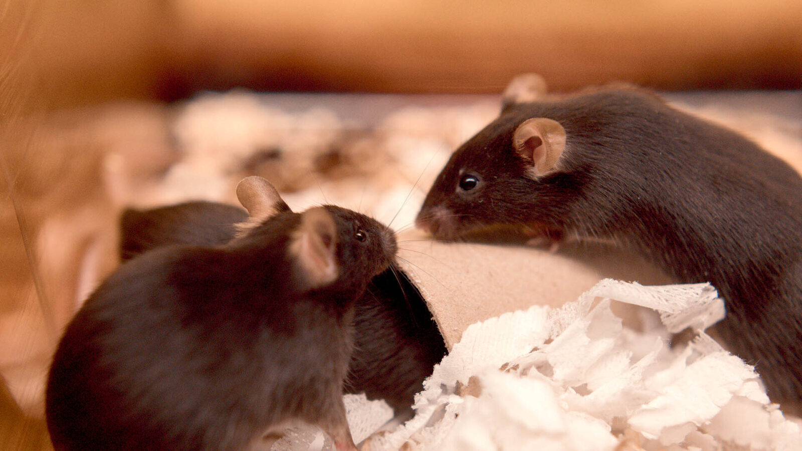 Researchers report on the benefits of automated phenotyping systems to ...