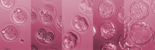 National facility for mouse genetics | Mary Lyon Centre