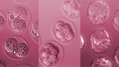 National facility for mouse genetics | Mary Lyon Centre