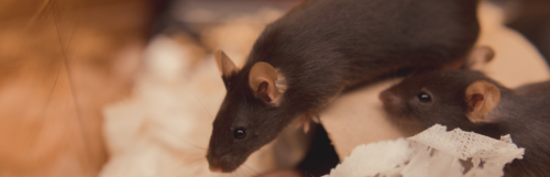 The National Mouse Archive | Mary Lyon Centre
