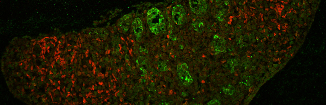 Research | MRC Harwell