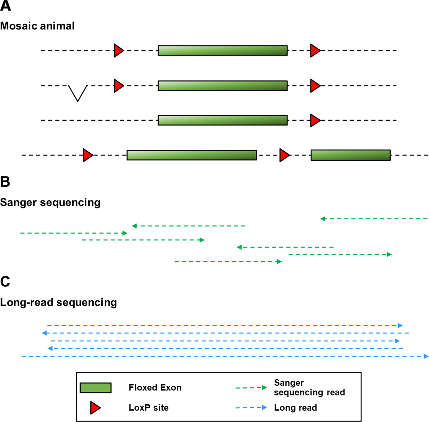Long-read sequencing provides faster and more comprehensive characterisation for genome editing ...